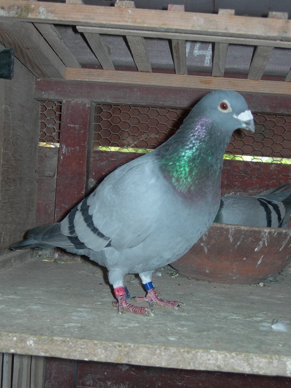 Vire 2013 Full Report | Press Reports 2013 | Press Reports | MNFC